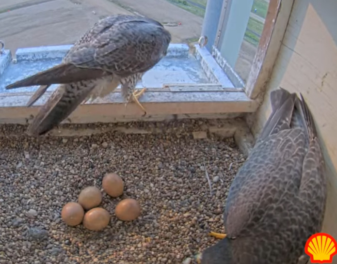 Peregrine Cameras - ACA