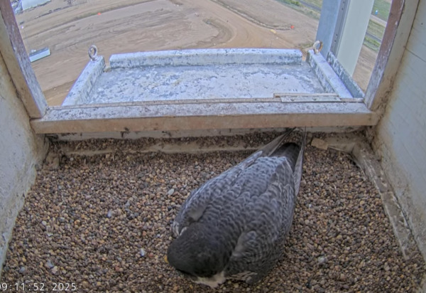 Peregrine Cameras - ACA