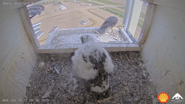 Peregrine Cameras - ACA