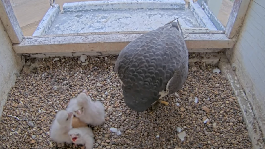 Peregrine Cameras - ACA